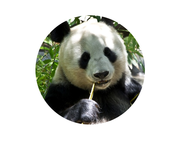 Crop & Frame your Images Easily - Venngage